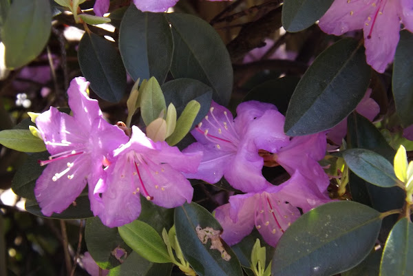 Azalea | Project Noah