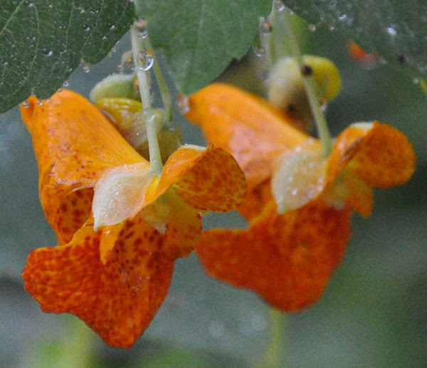 Yellow Jewelweed | Project Noah