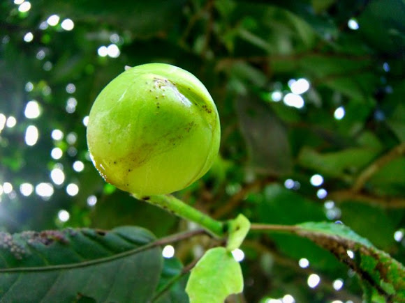 KATMON | Project Noah