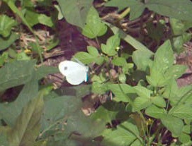 Psyche Butterfly | Project Noah