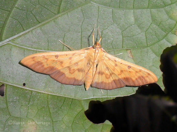 Crambid Moth | Project Noah