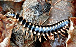 Millipede | Project Noah
