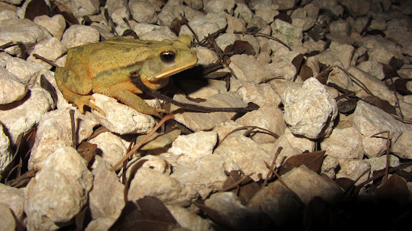 Gulf Coast toad | Project Noah