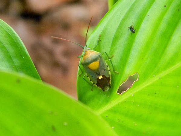 giant shield bug | Project Noah