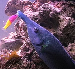 Blue Birdmouth Wrasse | Project Noah