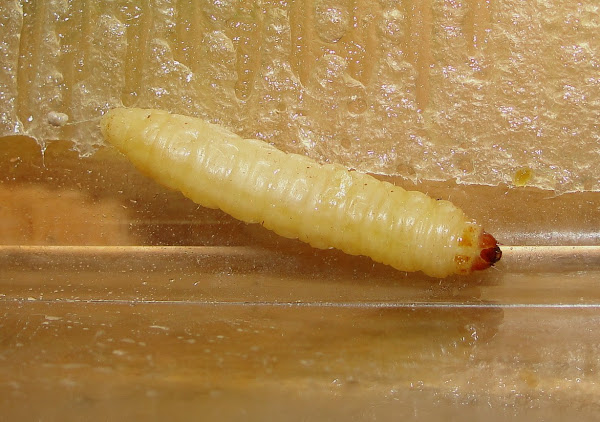 Greater Wax Moth | Project Noah