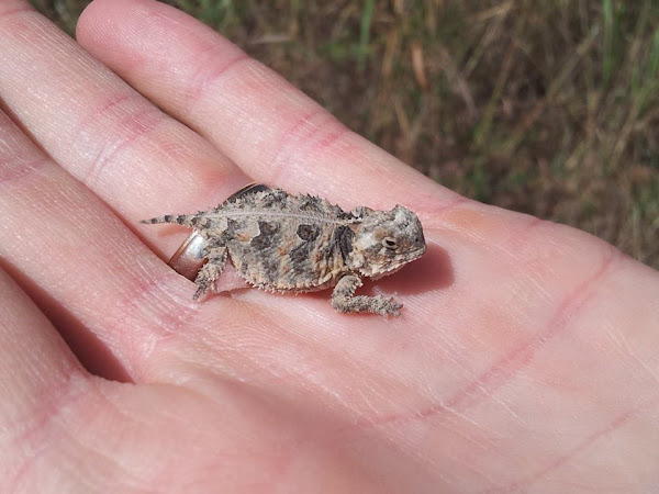 Texas horned lizard (hatchling) | Project Noah