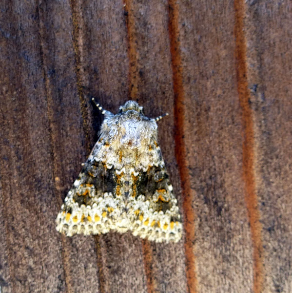 The Small Ranunculus | Project Noah