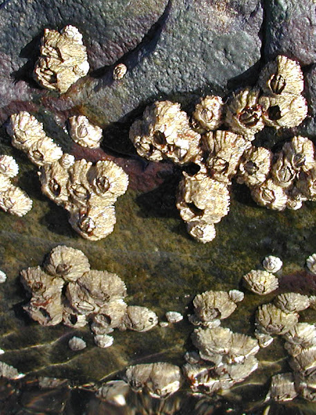 barnacles | Project Noah