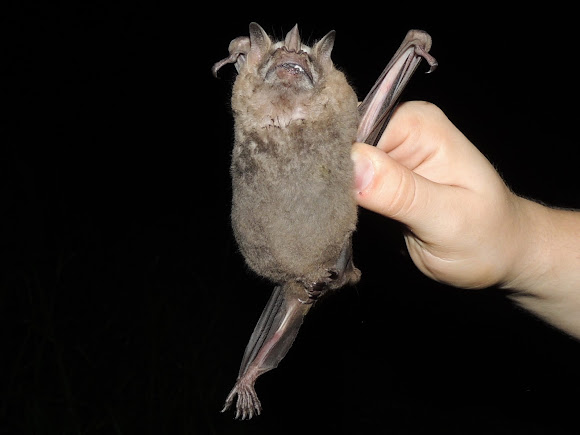 Great Fruit-Eating Bat | Project Noah
