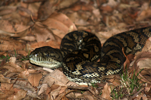 Carpet Snake | Project Noah
