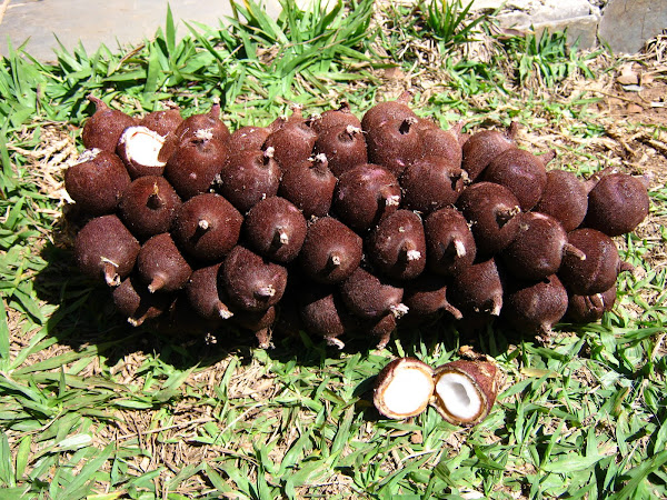 Brejaúva (Brazil) fruits | Project Noah
