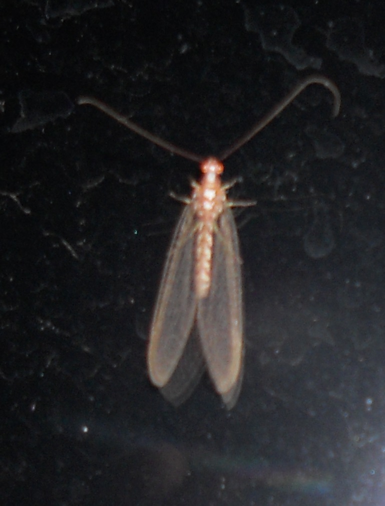 Lacewing | Project Noah