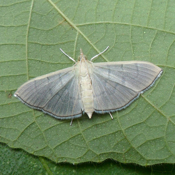 Crambid moth | Project Noah