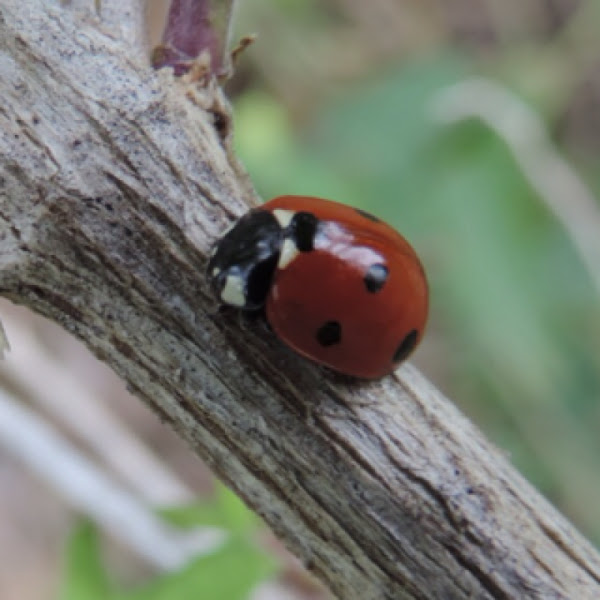 Seven-spotted Ladybug | Project Noah