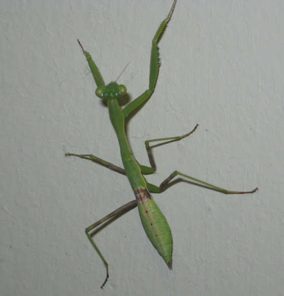 Common green mantis | Project Noah