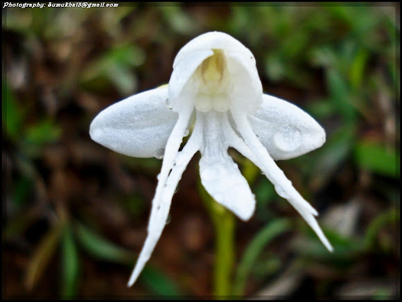 Angel Flower | Project Noah