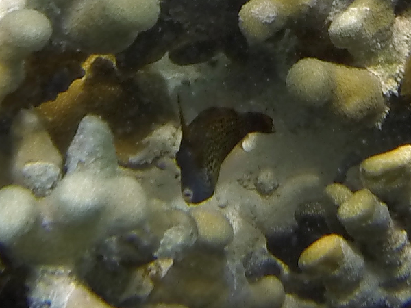 Fantail Filefish | Project Noah