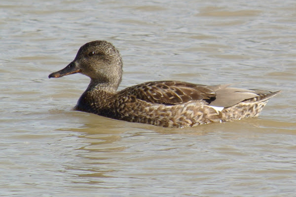 Gadwall Duck (female) | Project Noah