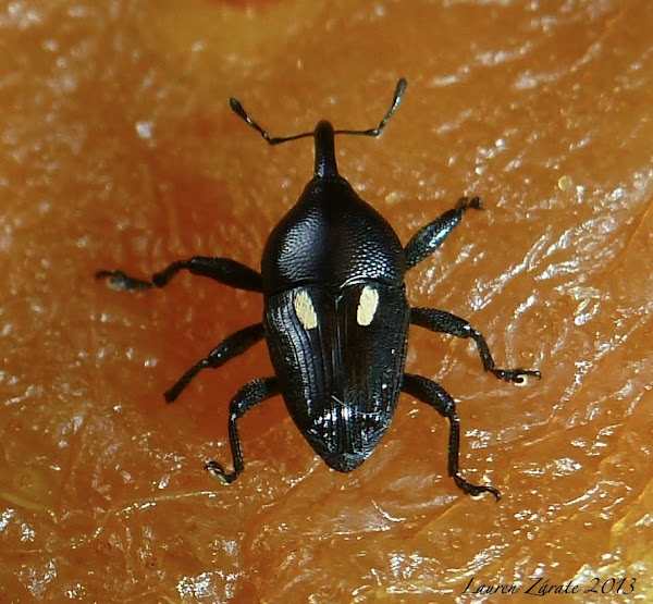 Weevil | Project Noah