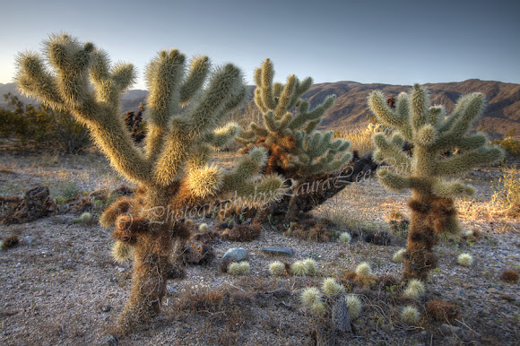 Cholla Cactus "Teddy Bear Cactus" | Project Noah