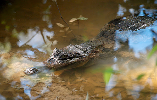 Caimán blanco (Spectacled caiman) | Project Noah