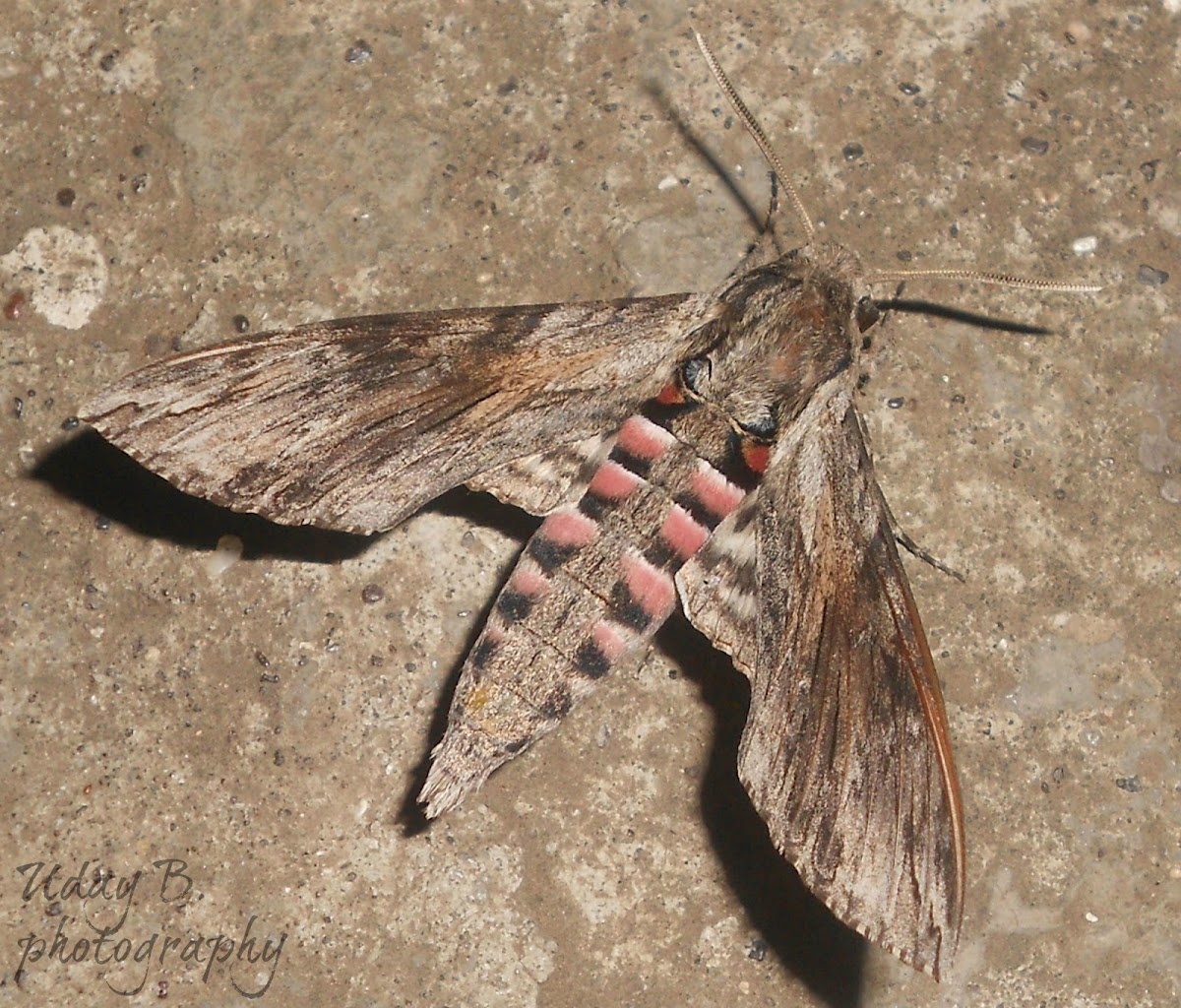 Convolvulus Hawk-moth | Project Noah