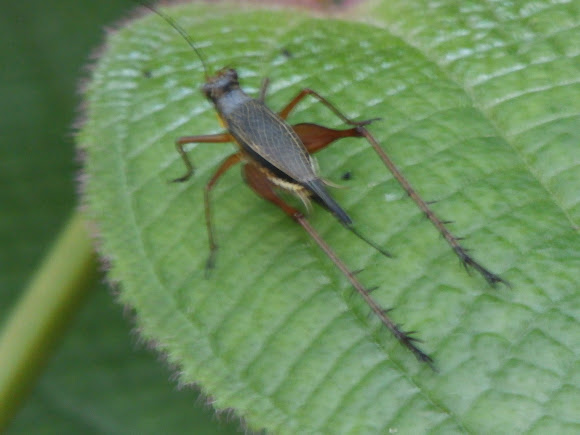 Sword Tailed Cricket | Project Noah