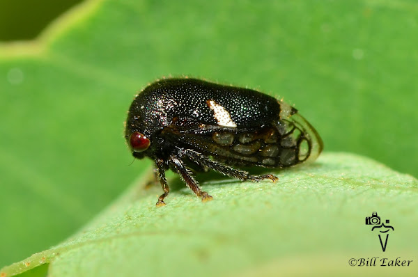 Black Locust Treehopper | Project Noah