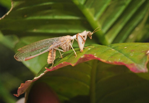 Mantidfly | Project Noah
