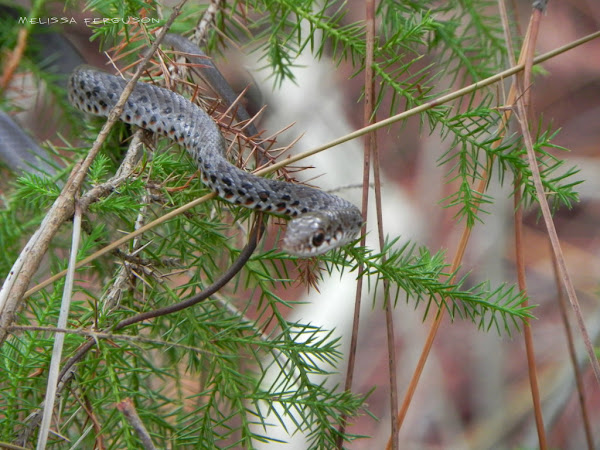 Southern Black Racer, Juvenile | Project Noah