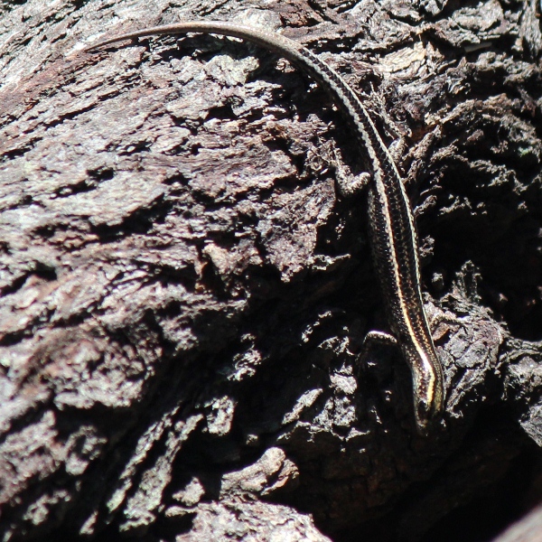 Wall Skink | Project Noah