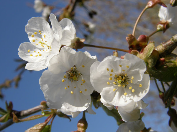 Wild sweet cherry | Project Noah