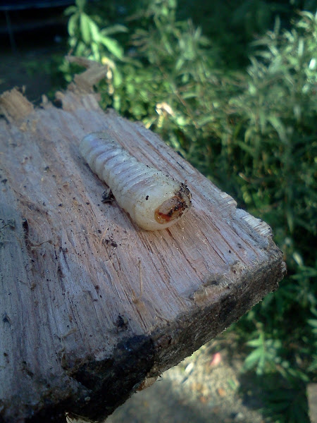 Florida wood beetle grub | Project Noah