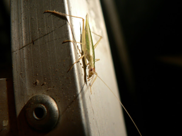 Thermometer Cricket | Project Noah