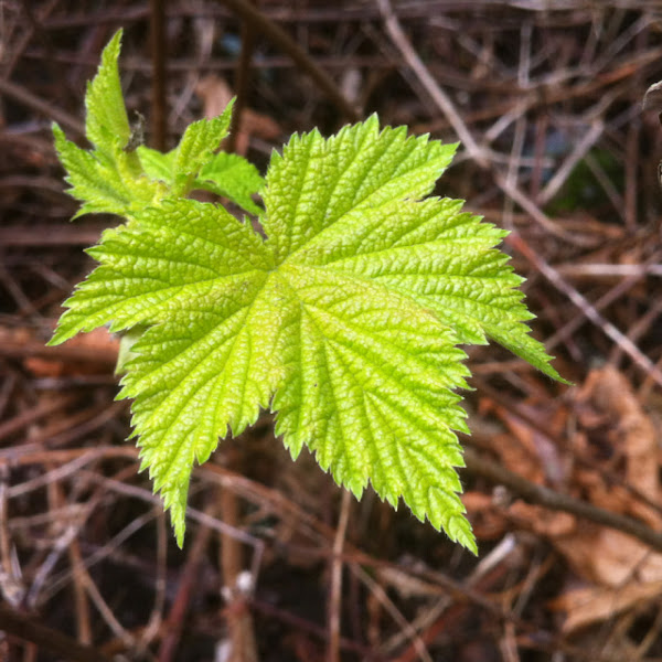 Thimble berry | Project Noah