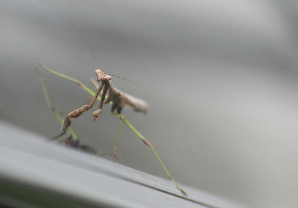 Carolina Mantis | Project Noah