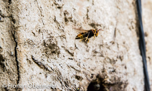 Asian predatory wasp | Project Noah