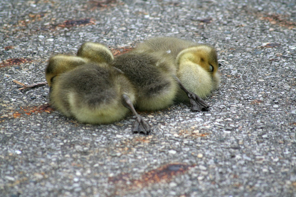 Canada Goose | Project Noah