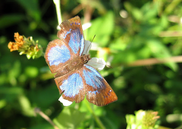 Glorious Blue-Skipper | Project Noah