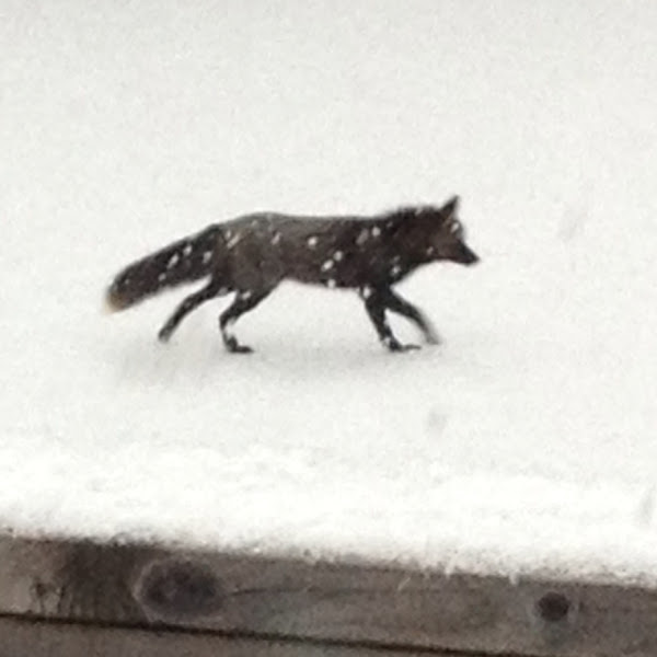 Red fox, silver variety | Project Noah