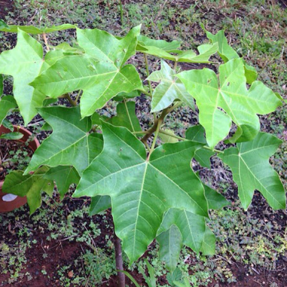 Kukui Tree Leaves