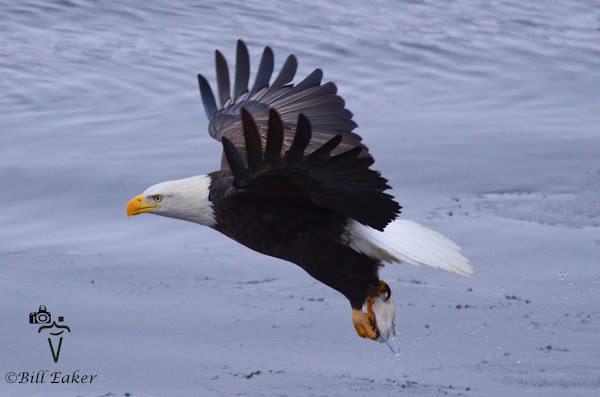 Bald Eagle Diving | Project Noah