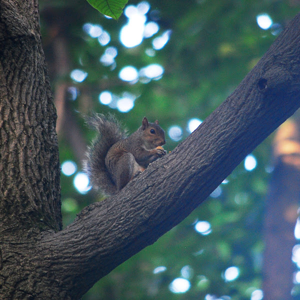 Eastern gray squirrel | Project Noah