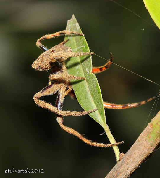 Tree Stump Spider | Project Noah