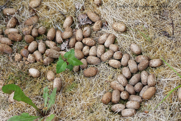 Moose scat | Project Noah