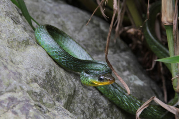 Corredora verde, ranera verde | Project Noah