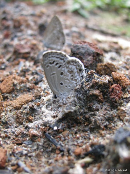 Lime Blue Butterfly | Project Noah