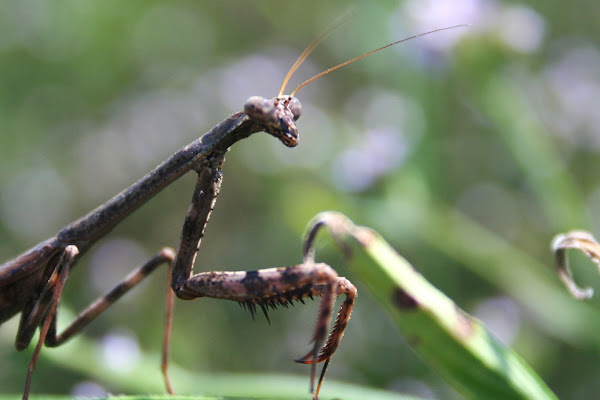 Carolina Mantis | Project Noah