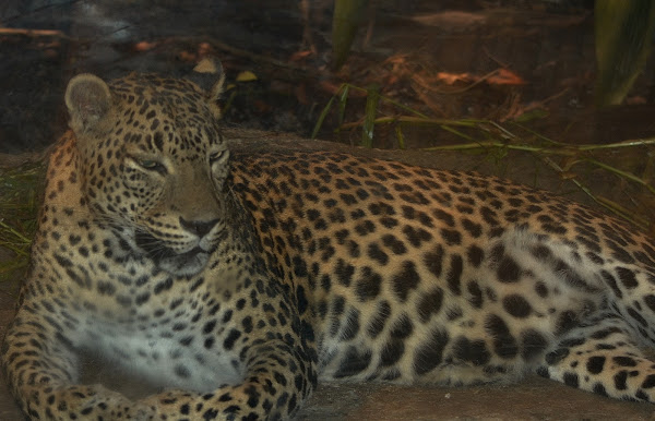 Leopard | Project Noah